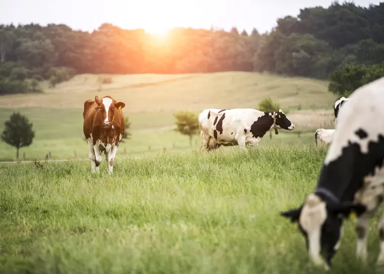 Head Office | Arla Foods Ingredients